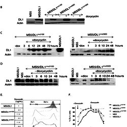 Characterization of MS5/DL1ind cells lines.