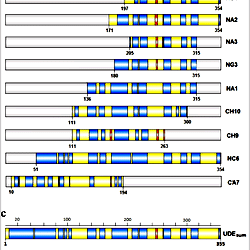 Spatial distribution of the secondary structure components along UDE ...