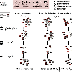 Graphical representation of different scenarios for the selection of ...