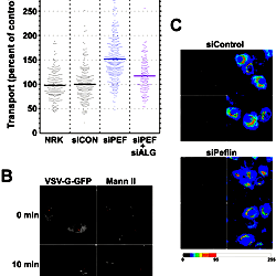 Peflin depletion accelerates ER-to-Golgi transport of VSV-G-GFP.