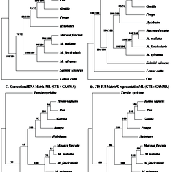 Example Maximum Parsimony