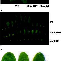 Phenotypes of abs2-1D.