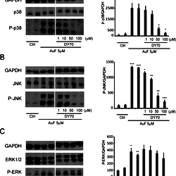 Trx1 mimetic peptide TXM-CB13 (DY-70) reverses the auranofin-induced ...