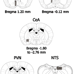 Schematic drawings of coronal sections indicating brain areas ...