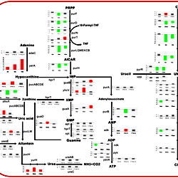 Changes in nucleotide metabolism.