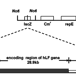 Schematic representation of the transgene constructs.
