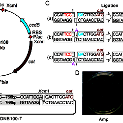 Vector map of pDNB100 and its efficiency in removing vector self-ligation.