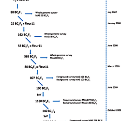 Breeding scheme for the development of the CSSL population.