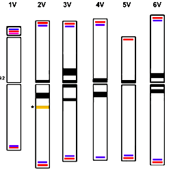 Ideogram of D. villosum chromosomes with the FISH probes labeling patterns.