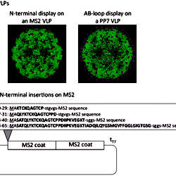Peptide display sites on MS2 and PP7 VLPs.