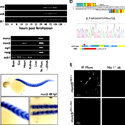 TALEN design and generation of a murcb mutant allele.