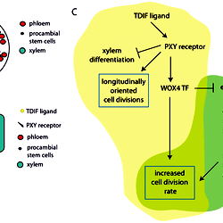 Role of the TDIF/PXY ligand receptor and ethylene signaling pathways in ...