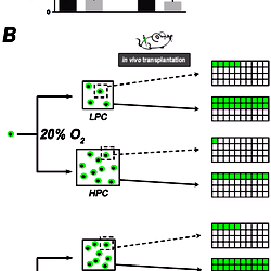In vivo engraftment potential of LPC and HPC single cells.