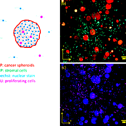 Proliferation analysis example data.