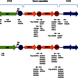 The primer binding sites of the published and newly designed primers.