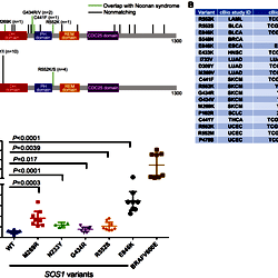 SOS1 mutations are significantly associated with cancer and activate ...