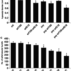 Quantitative analysis of vascular cell division in erf109, erf018, erf1 ...