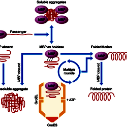 A model illustrating the roles that MBP plays in the production of ...