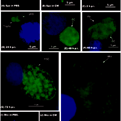 Localization of EtCHP559 in different stages of E. tenella by indirect ...