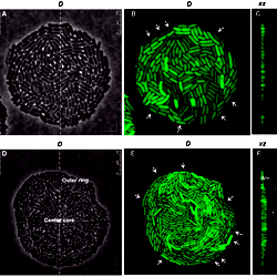 Micro-colonies observed by different microscopic imaging systems.