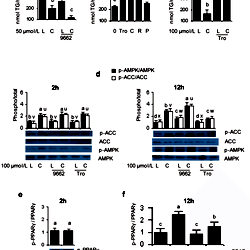 PPARγ antagonists and agonists affect TG levels and modulate p-AMPK activity levels in t10c12 ...