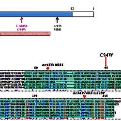 The C94W change is within the TACC domain.