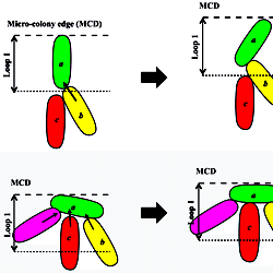 Model for formation of tangential orientation when outermost bacteria ...