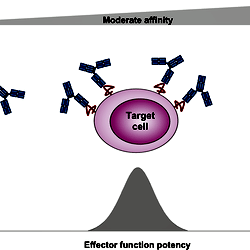 Proposed model for how antibody binding affinity to target antigen ...