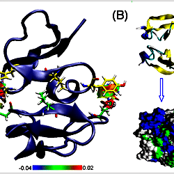 Reduced density gradient isosurface and residue type of Lhβ-defensin dimer.