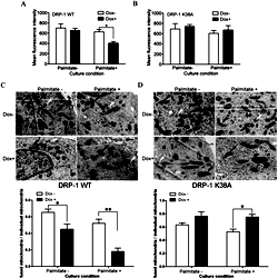 Effect of DRP-1 over-expression on mitochondrial membrane potential and ...