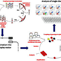 Strategy applied to the selection of antibodies using both phage and ...