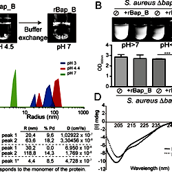 rBap_B aggregation propensity and secondary conformation at different pH.