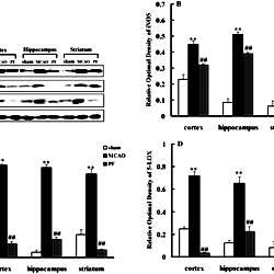 PF treatment inhibits the protein expressions of iNOS, COX-2 and 5-LOX ...