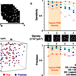 Assessment of 3D segmentation using synthetic image data.