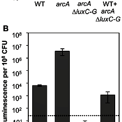 Inter-strain bioluminescence induction in mixed and spatially separated ...