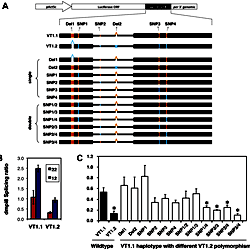 Identification of dper 3