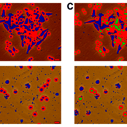 Illustration of the cell pixel quantization step on two exemplary images.