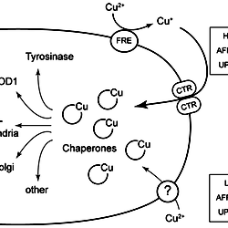 High and low affinity copper uptake of copper and delivery to different ...