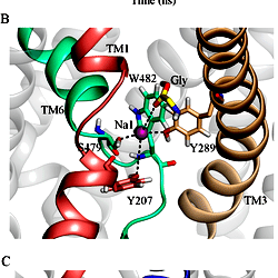GlyT2 model stability and validation.
