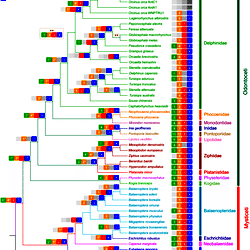 Mapping of CSBPSs in the Cetacea phylogenetic tree.