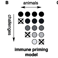 Diagrammatic representation of the infection models.