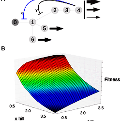 Example of a network with negative cooperativity of inhibitor binding (A).