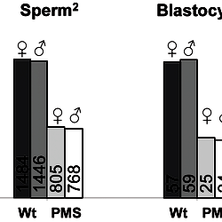 Distribution of PMS at different developmental stages in V.’s progeny.
