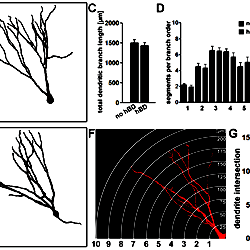 The morphology of the apical dendritic tree of granule cells with hilar ...