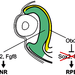 Schematic representation of how Otx2 functions in the regional ...