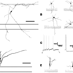 Camera lucida drawings and electrophysiological recording of globoid and vertical neurons.