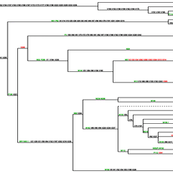 Revised topology of the deepest portion of the human MSY tree.