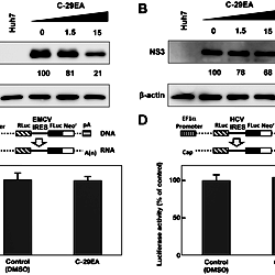 Effect of C-29EA on expression of viral proteins in replicon cell lines.