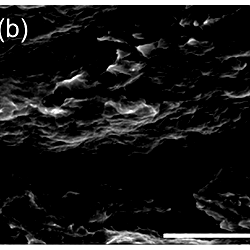 SEM images of cold fractured surfaces for samples with 20, 40, and 60 ...