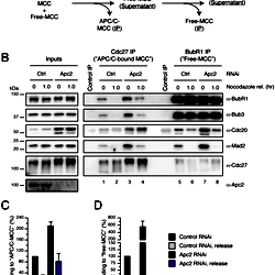 APC/C activity is required for releasing itself from the MCC.